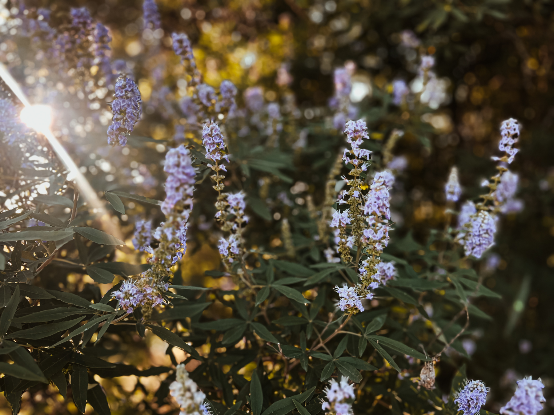 The Month of June… – Shiloh Photography